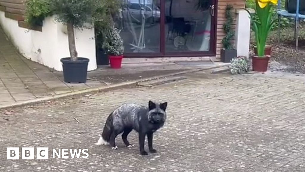 Barry: What's this rare black fox up to in the streets?