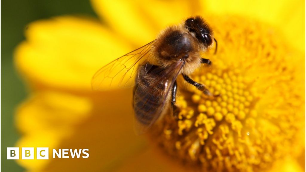 Isles of Scilly bees tracked to see if they hop between islands - BBC News