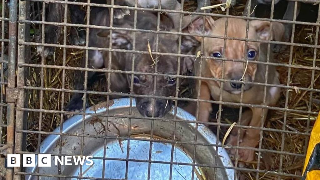Dogs found in 'horrendous' state in van in Leicestershire countryside ...