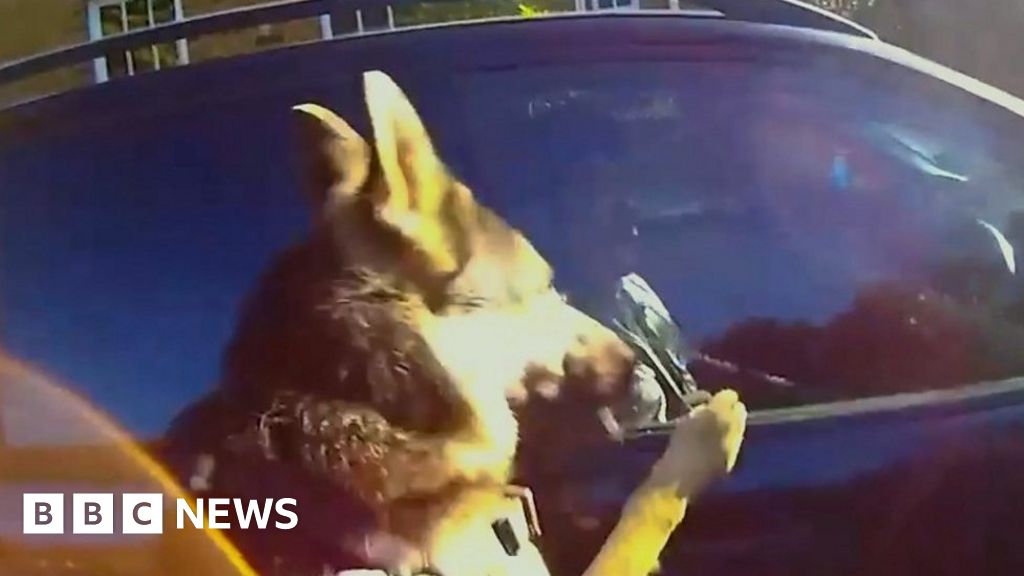 Man rams police car in Rothwell with 'distressed' dog inside - BBC News