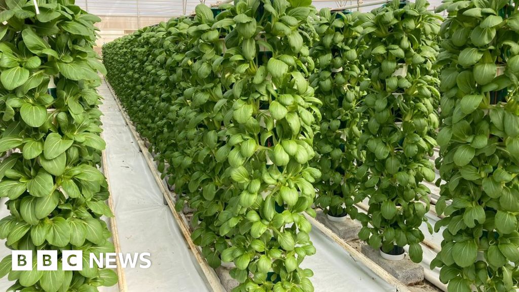 Dry weather sees Evesham vertical farm's produce demand soar - BBC News