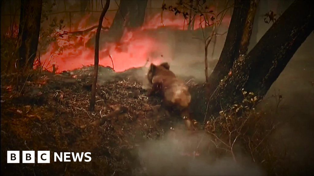 Koala rescued from fire - BBC News