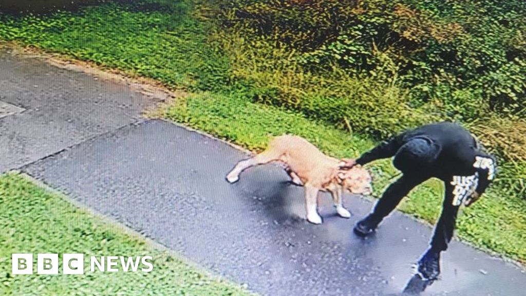 Sheffield Dog punched In The Head By Man During Attack