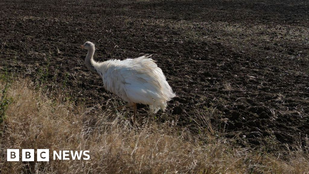 Runaway rhea spotted at Bluntisham recycling centre