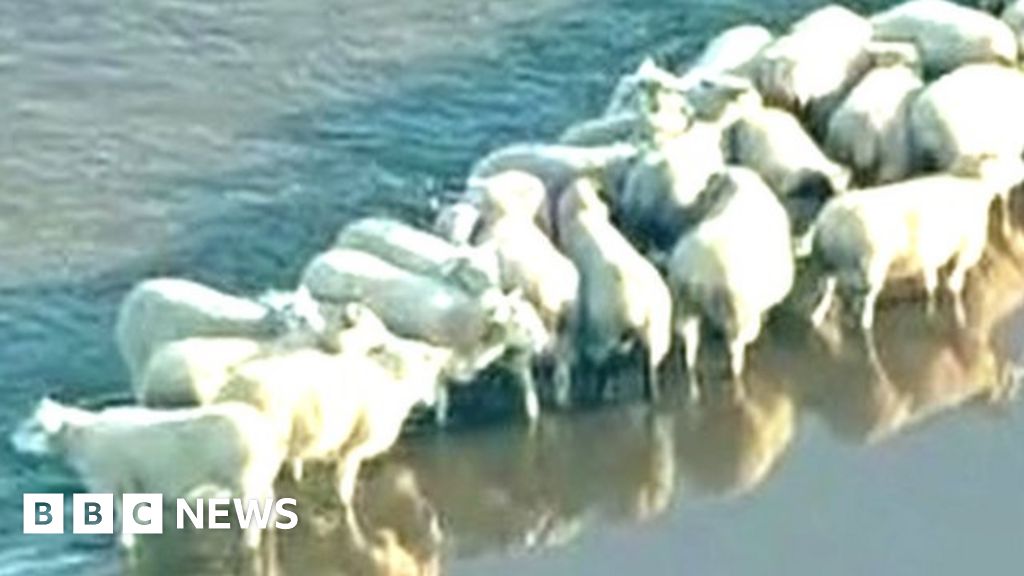 UK floods: Sheep stranded in the flooded River Wharfe - BBC News