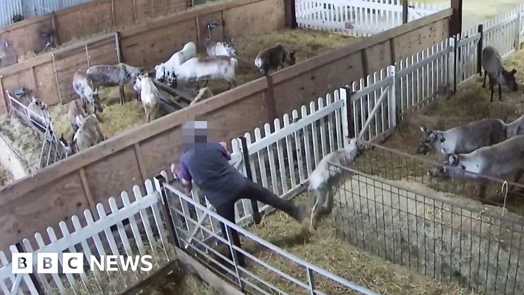 Man caught on camera kicking reindeer at Kent centre - BBC News