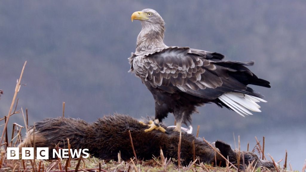 UK's oldest sea eagle recorded on Isle of Mull