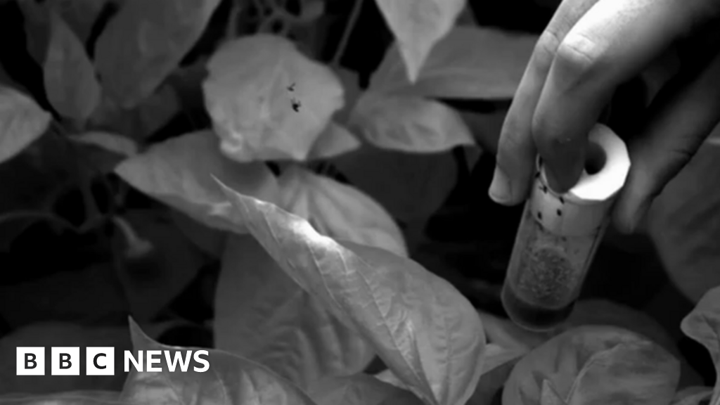 Pounce of tiny killer fly caught on camera - BBC News