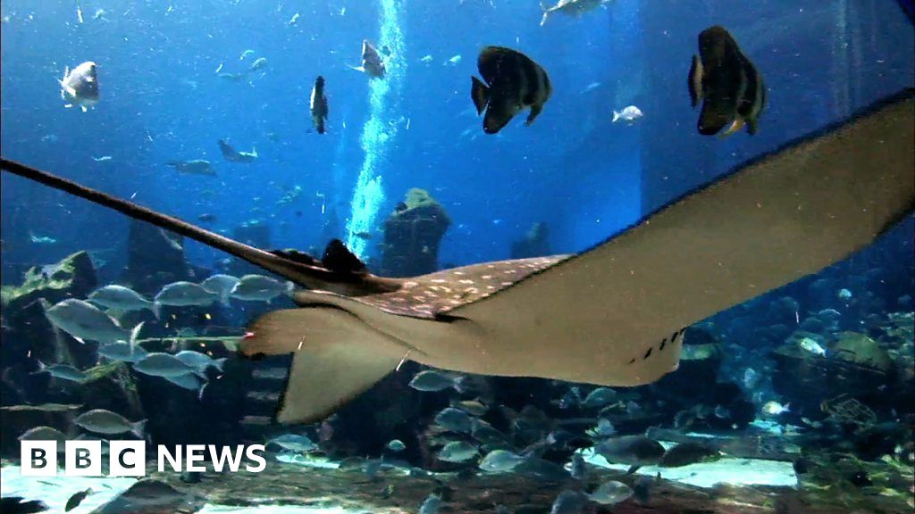 The Dubai hotel rooms with an underwater view
