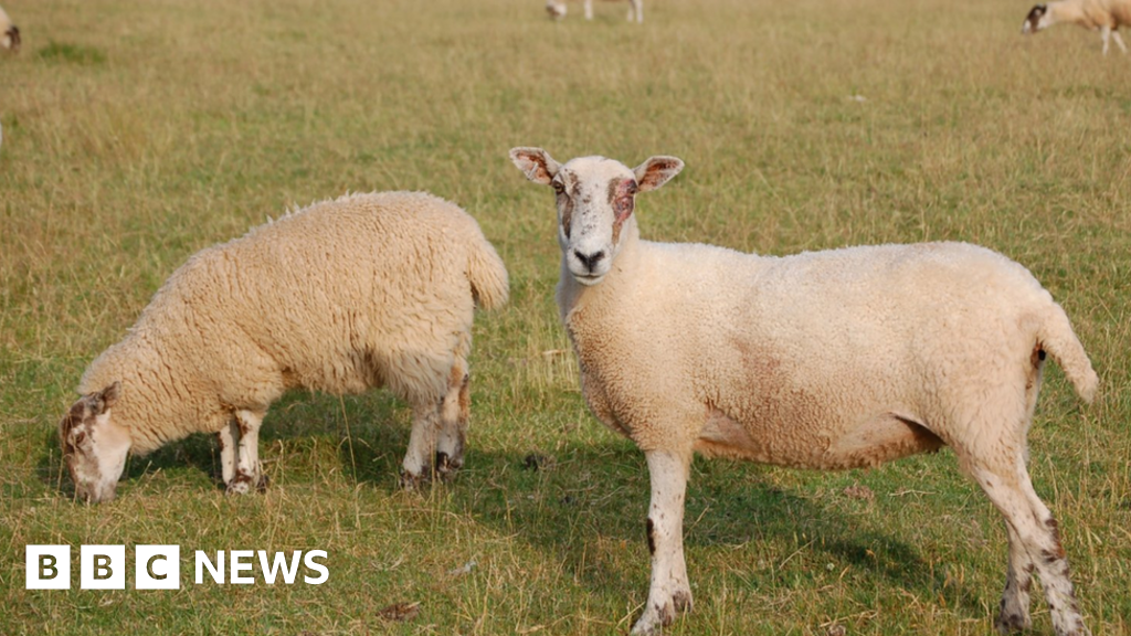Sheep killed with hammer and stolen at Middleton, Suffolk