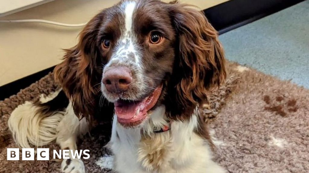 Missing Stansted Border Force sniffer dog tracked down - BBC News