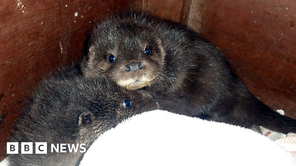 Baby otter orphans land Stapeley Grange with £3k food bill - BBC News