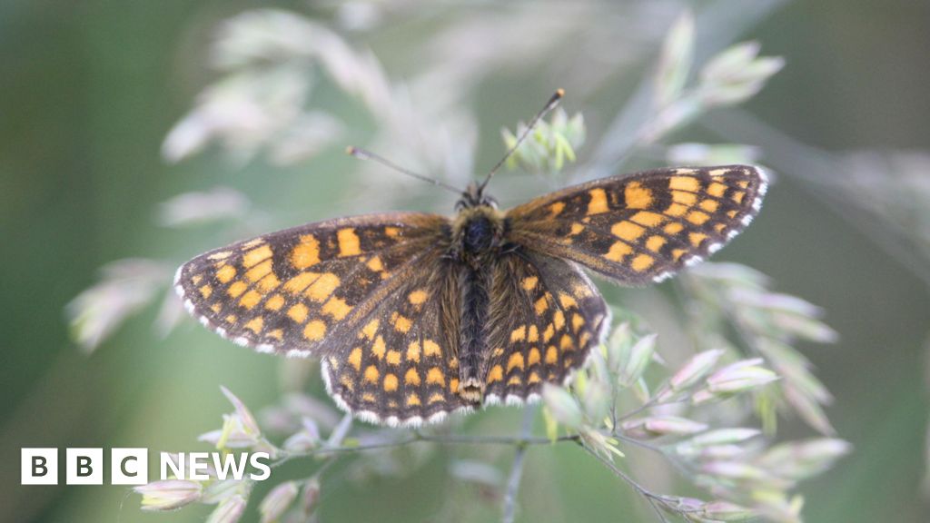 Record numbers of rare butterfly seen at reserve in Essex - BBC News