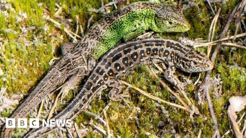 Winfrith Heath: Lizards freed in bid to return species after fire