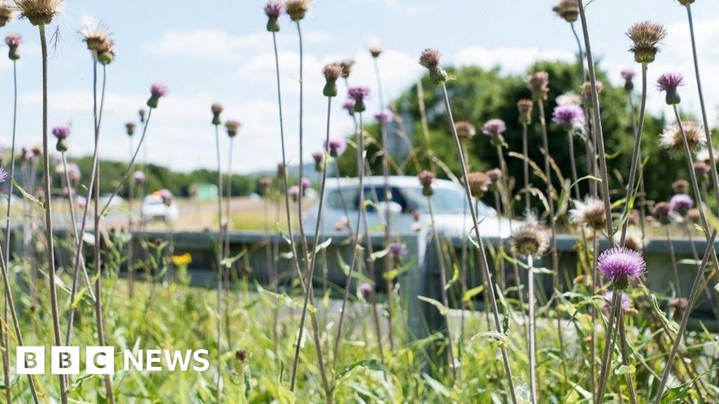 Nature 'fighting back' next to busy roads in Herefordshire - BBC News
