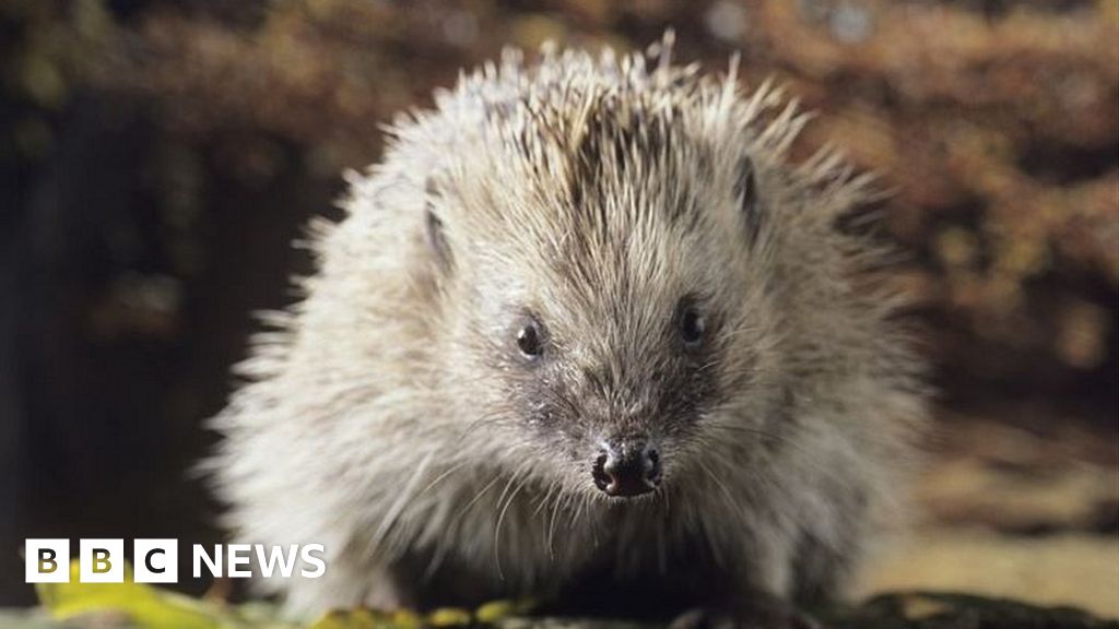 Stuck hedgehog emergency call prompts 999 warning