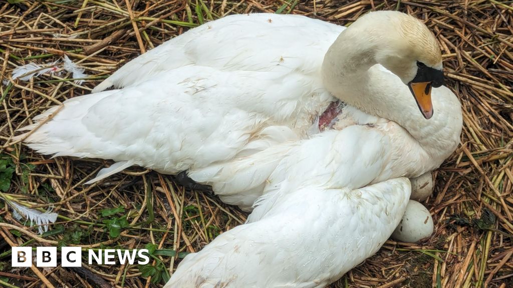 Swan dies following suspected dog attack near Pocklington canal