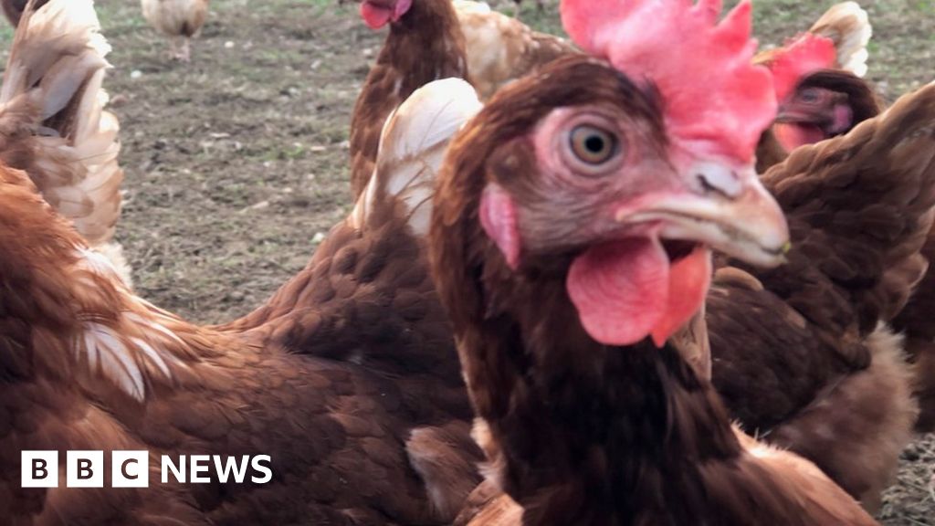 Covid: Home deliveries 'saving grace' for New Forest cull-risk hens ...