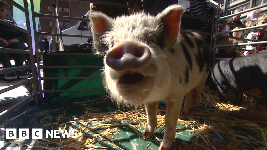 Hundreds flock to pop up farm in Coventry city centre - BBC News