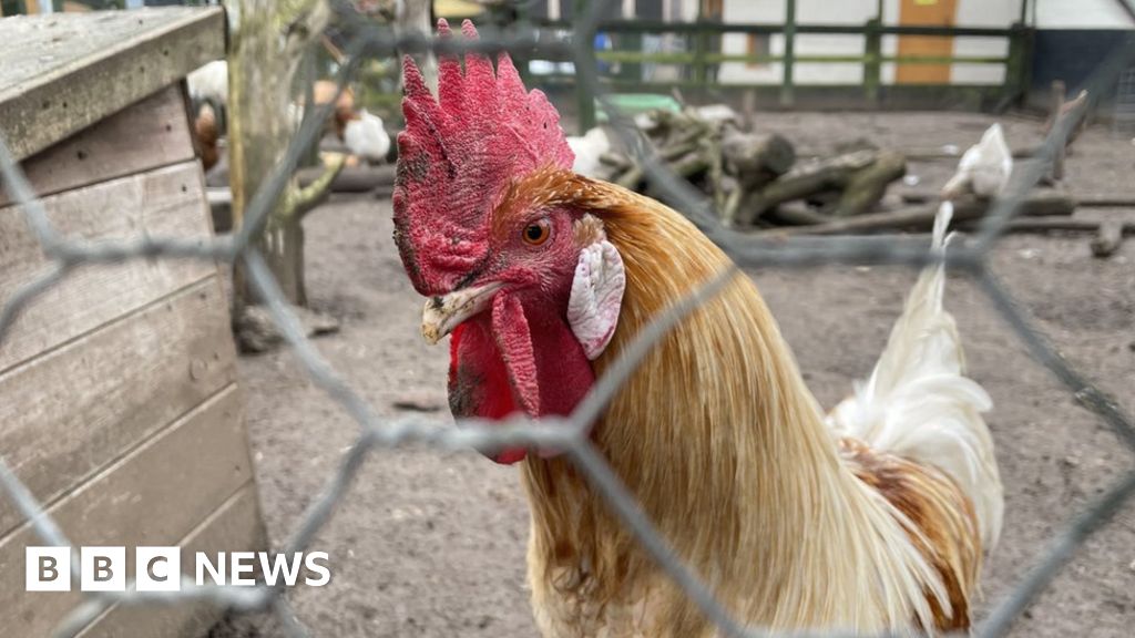 Jersey bird flu restrictions to end