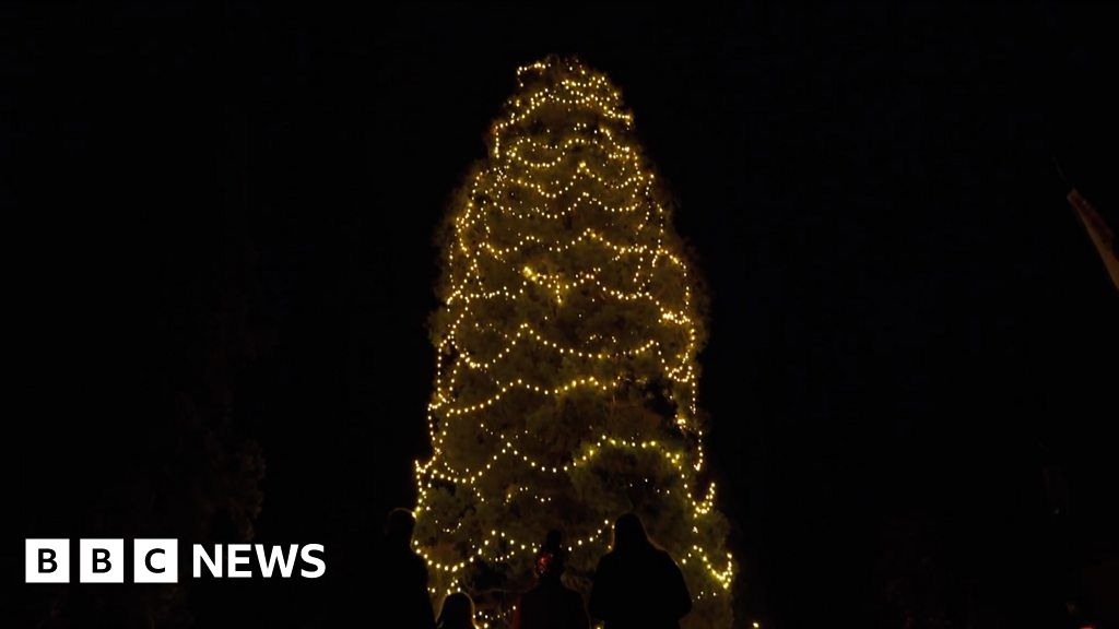 Wakehurst Christmas tree decorated for lantern festival - BBC News