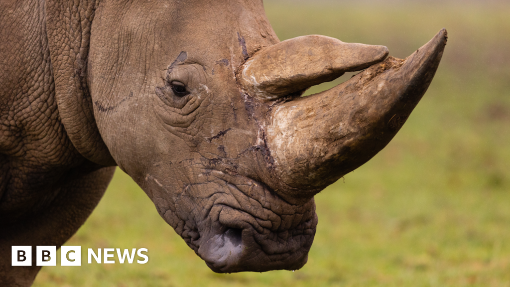 Cells from dead rhino could bring new life, says Shropshire charity