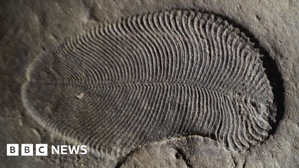 Earliest animal fossils are identified - BBC News
