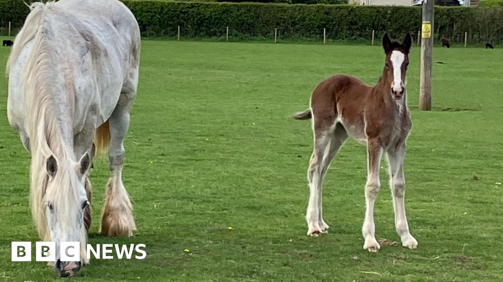 Are Shire Horses Rare