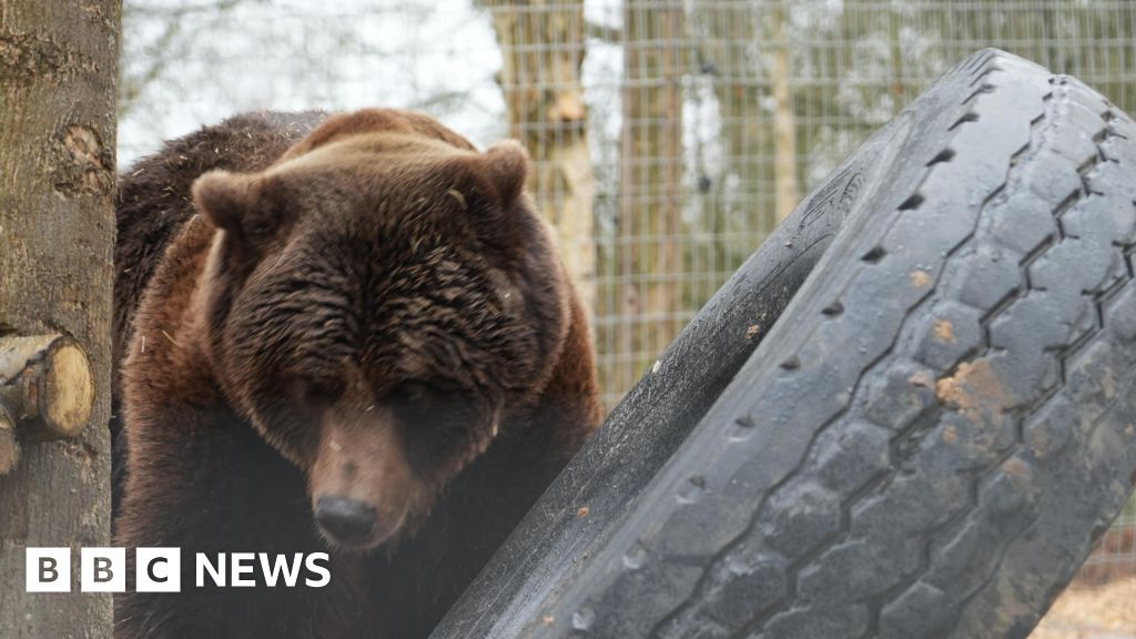 Rescued bear arrives at new Suffolk home from Devon - BBC News