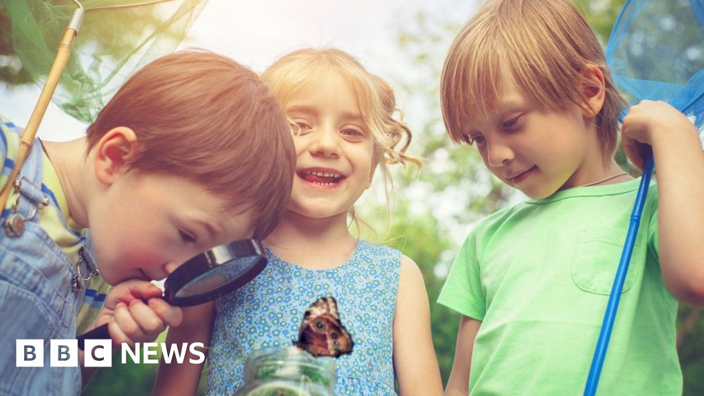 Coronavirus: Call for 'citizen scientists' to count insects