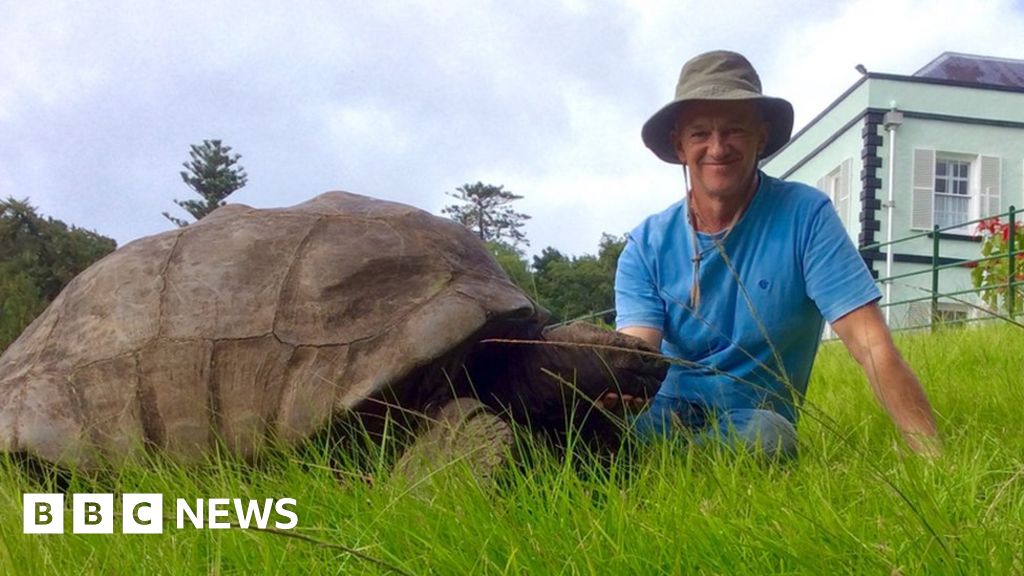 The vet, the tortoise and the airport - BBC News