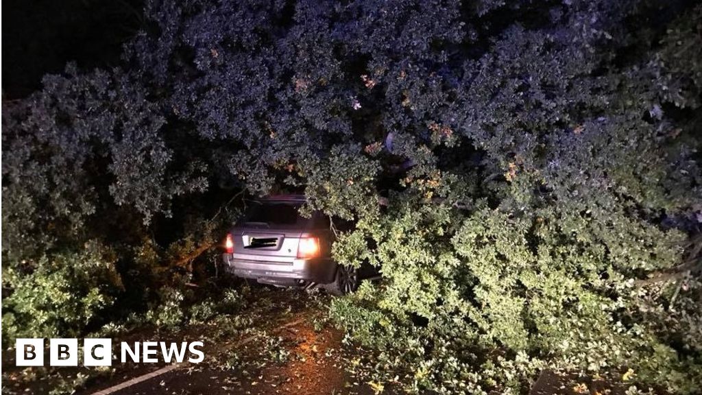 Driver who survived tree fall told 'buy lottery ticket' - BBC News