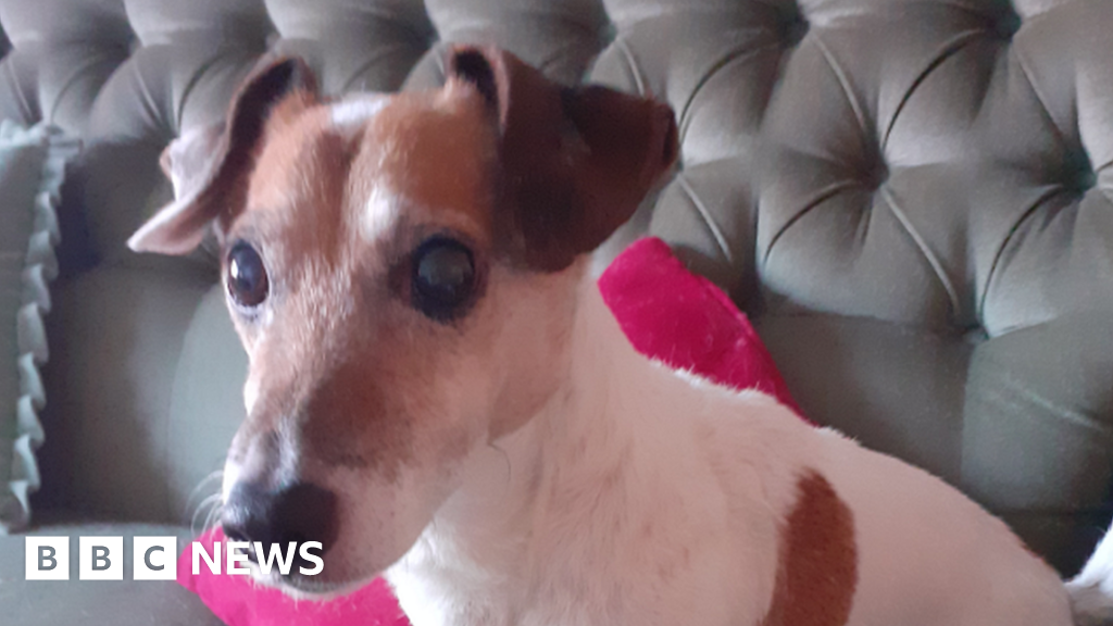 Peterborough thief caught feeding pizza to stolen dog - BBC News
