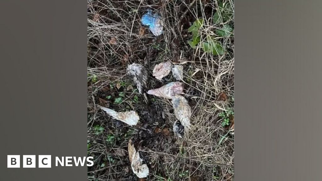 Sleaford: Barn owls and red kite among dead birds of prey dumped - BBC News