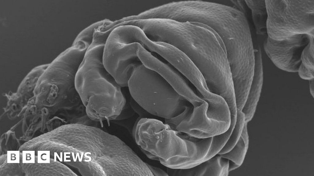 Meet Earth's indestructible micro-beast - BBC News