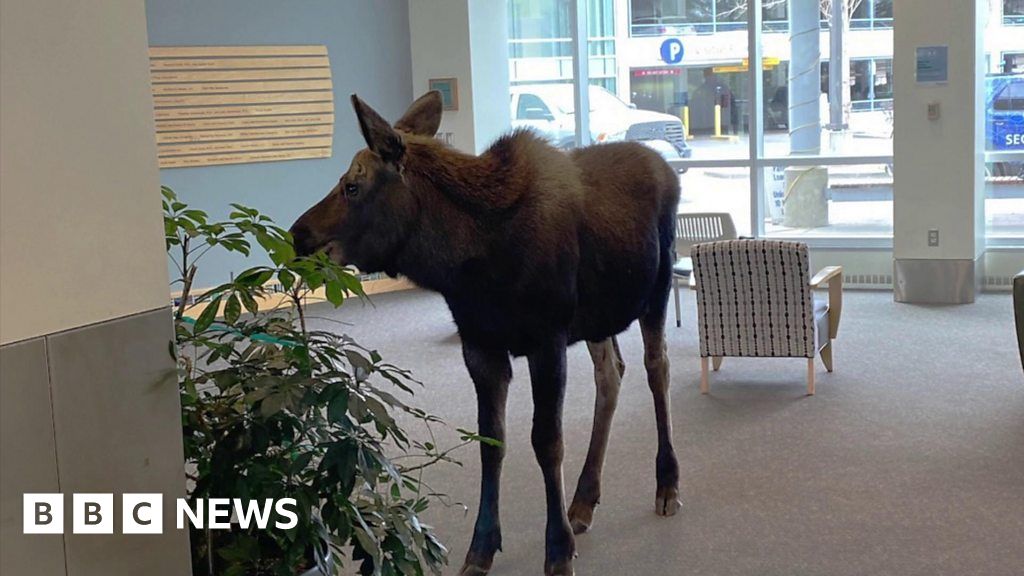 Moose on the loose in Alaska hospital - BBC News