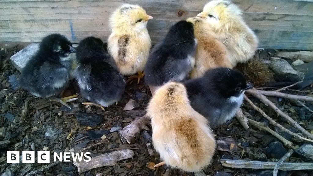 Chicks stolen from Parish of German on the Isle of Man