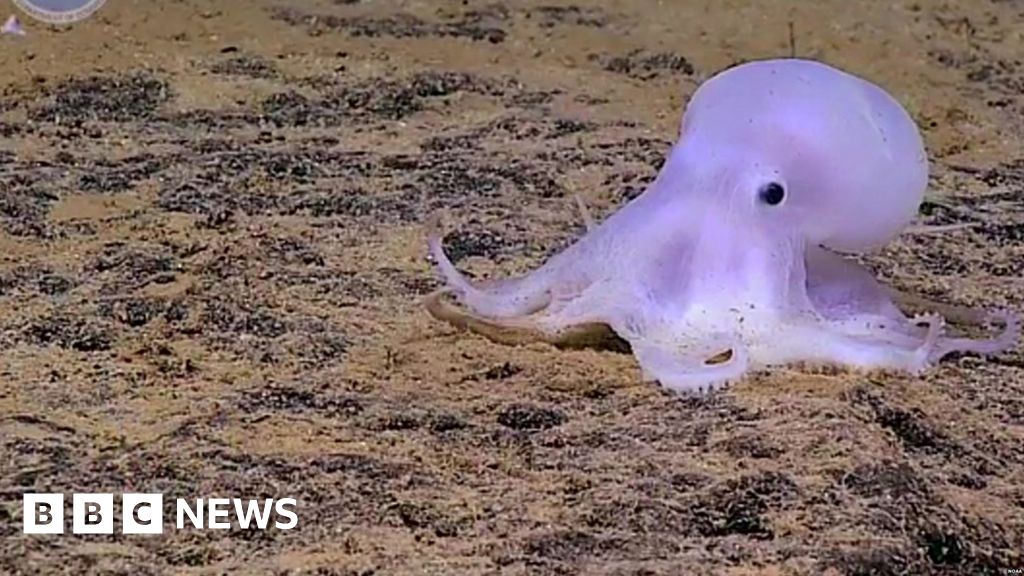 Ghost-like octopod nicknamed 'Casper' by scientists - BBC News