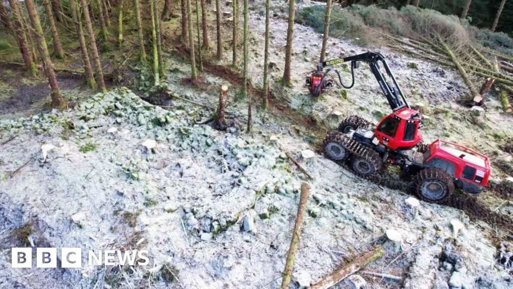 Ruined Skye township found under 1970s tree plantation