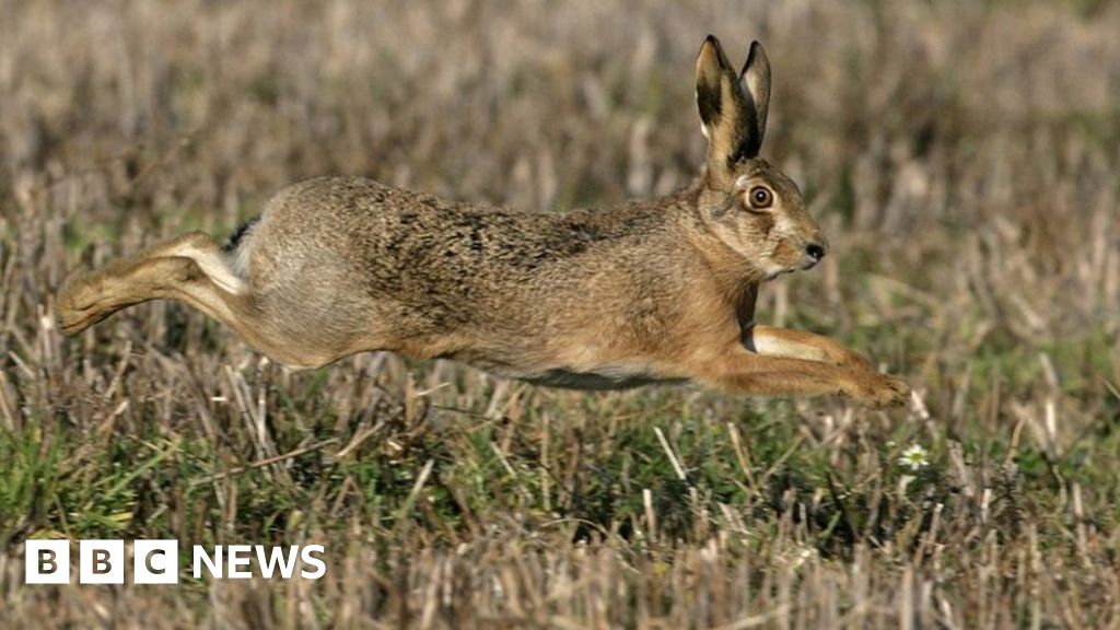 Seven police forces team up to tackle hare coursing - BBC News