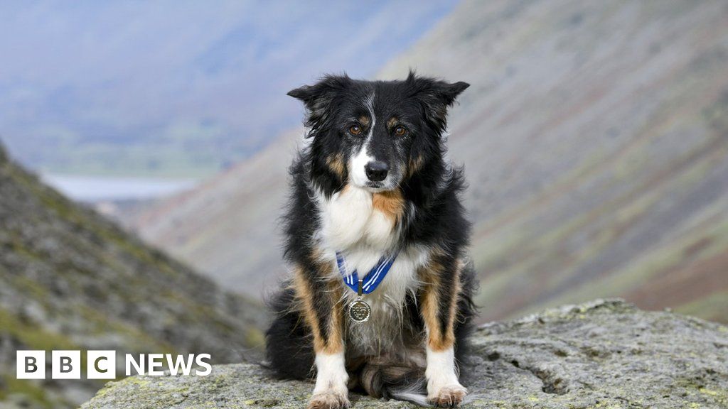 Lake District mountain rescue search dog awarded PDSA Order of Merit - BBC News