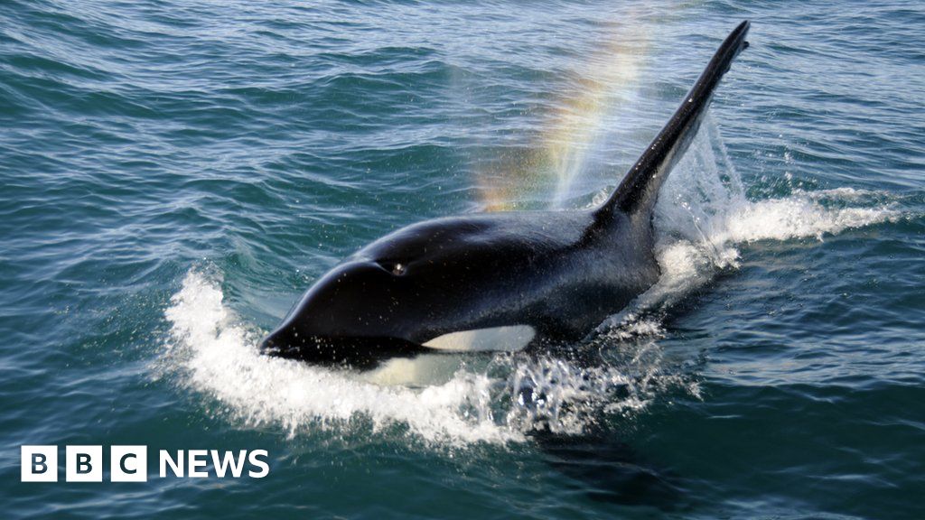 Orcas and long-finned whales spotted from Scotland - BBC News