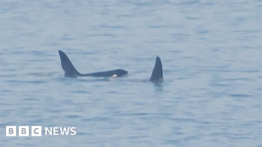Orca John Coe causes a stir off Anglesey - BBC News