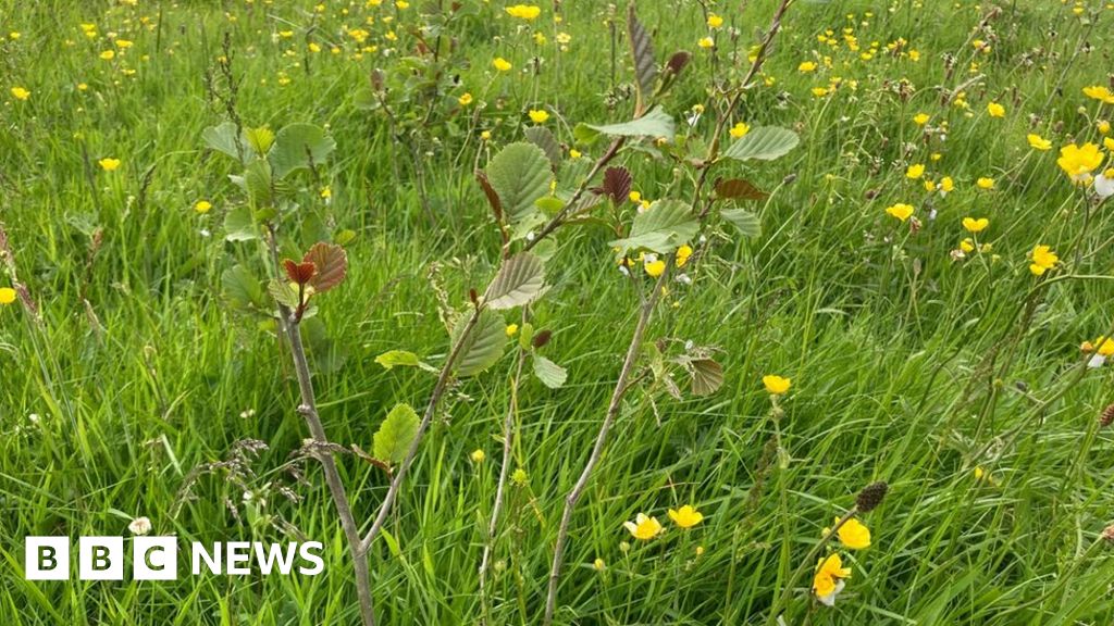 Native woodland opens in Belfast Hills after Woodland Trust project ...