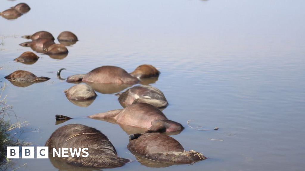 Lions blamed as hundreds of buffalo drown in Botswana