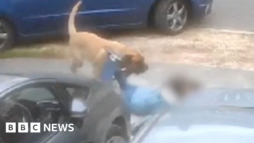 Sheffield: Man requires surgery after street dog attack