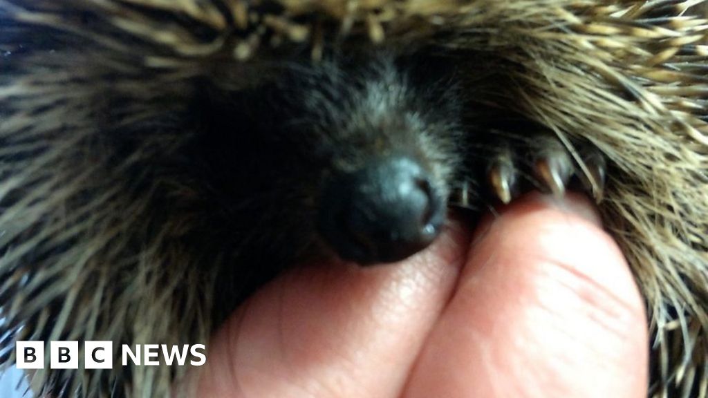 Hundreds of hedgehogs saved from freezing temperatures - BBC News