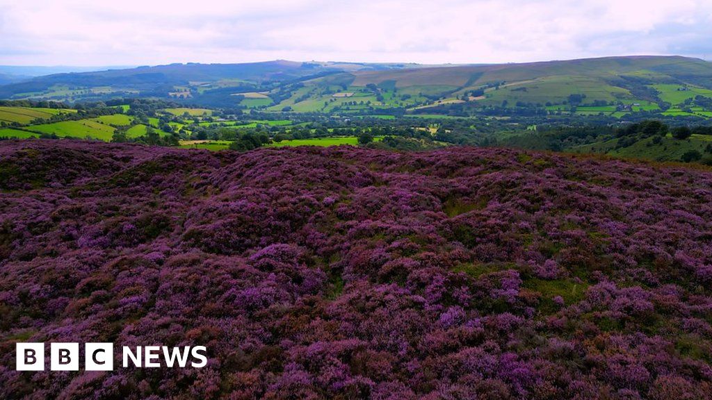 Heather bloom makes 'purple haze' in the Peak District - BBC News
