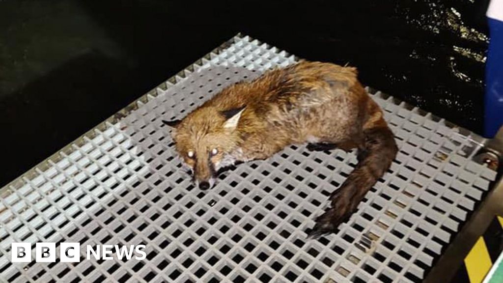 Fox rescued after falling into sea from Swansea docks - BBC News