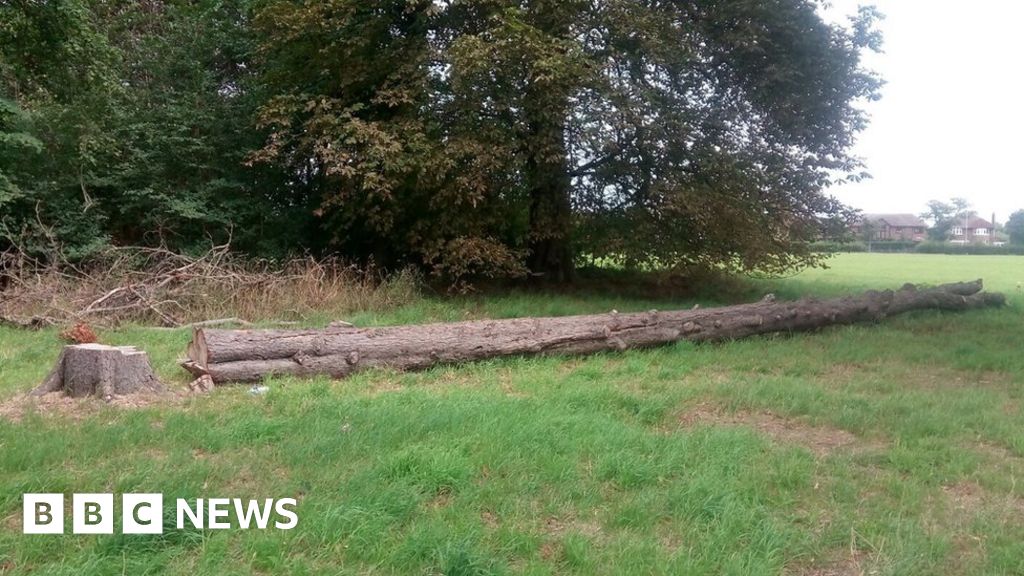 Slough tree cutting 'mystery' in Upton Court Park - BBC News